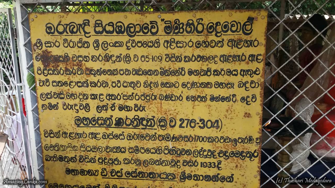 Orubendi Siyambalawa Tamarind Tree | AmazingLanka.com