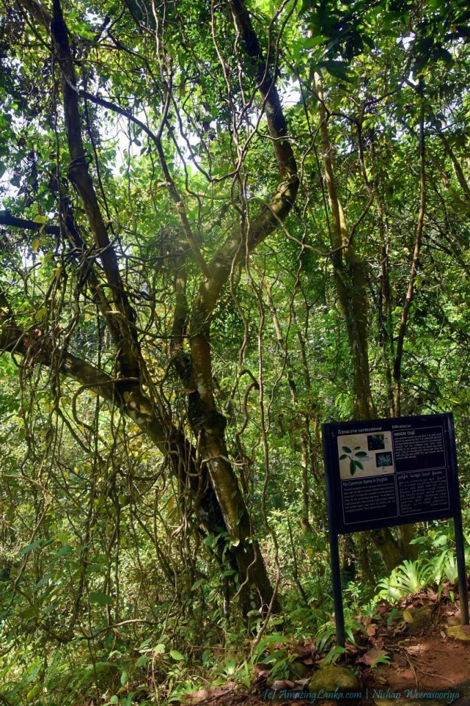Seethawaka Botanical Garden | AmazingLanka.com