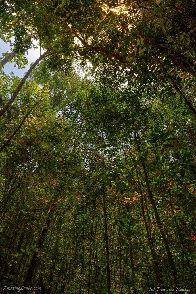 Runakanda Forest Reserve and Prehistoric Caves | AmazingLanka.com