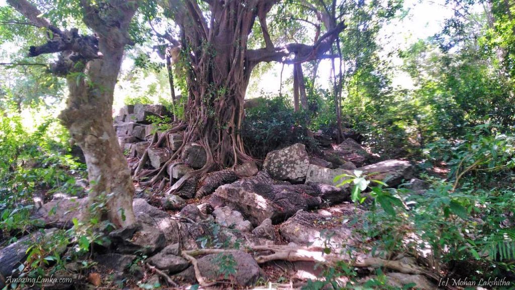 Kaudulla Ancient Amuna in Medirigiriya | AmazingLanka.com