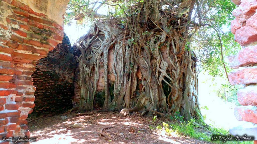 Kappa Kovil (Portuguese Church) Ruins in Mannar | AmazingLanka.com
