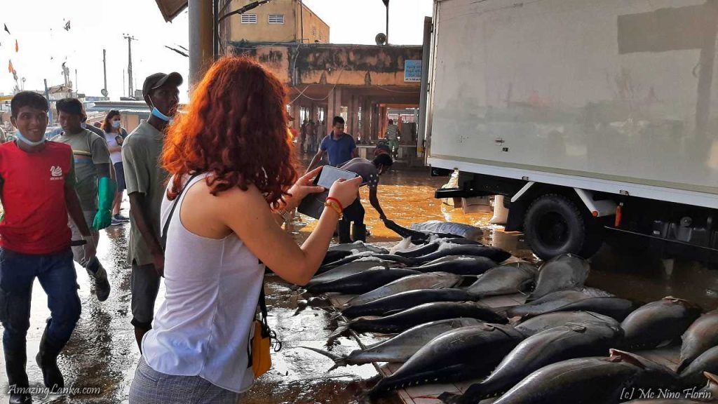Negombo Lellama Fish Market | AmazingLanka.com