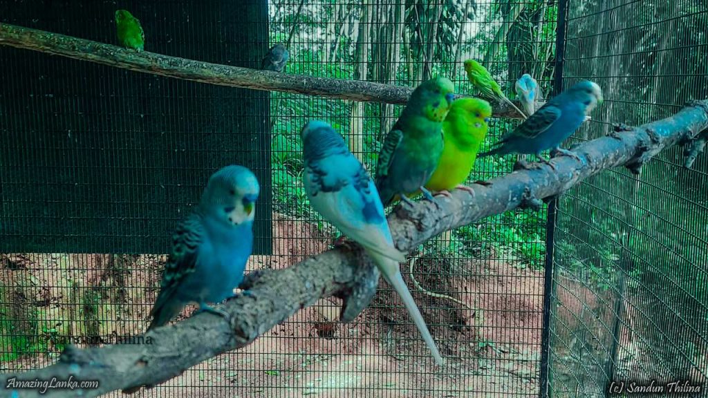 Hanthana International Birds Park | AmazingLanka.com