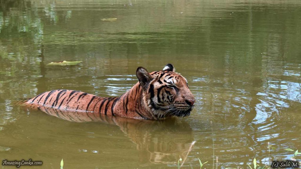 Pinnawala Zoo | AmazingLanka.com