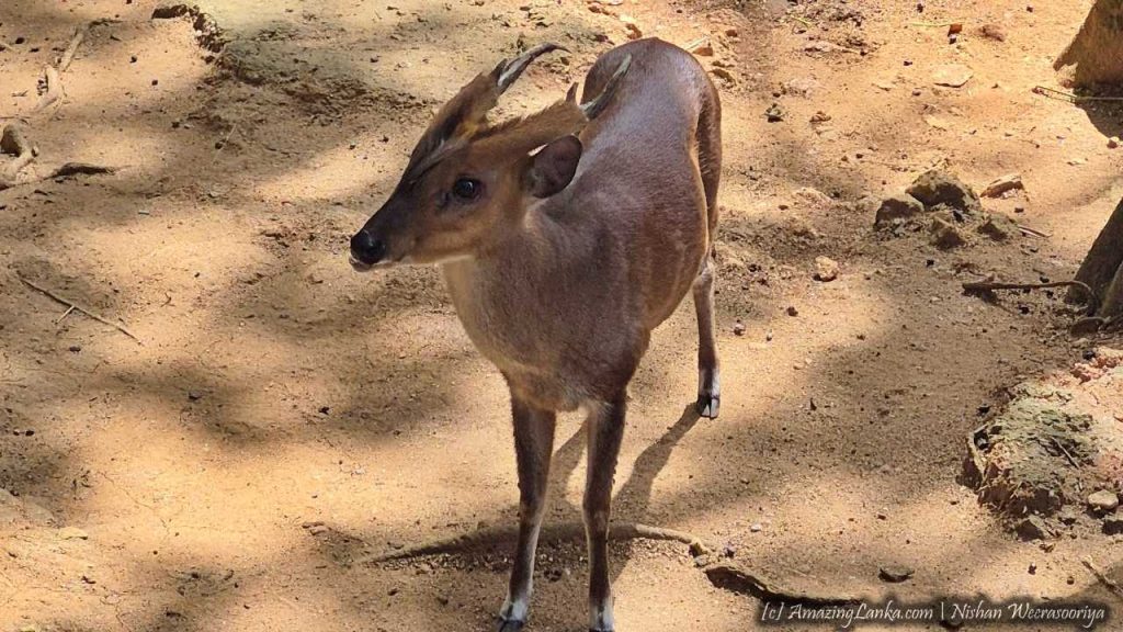 Pinnawala Zoo | AmazingLanka.com