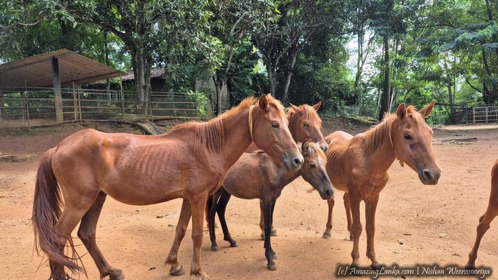 Pinnawala Zoo | AmazingLanka.com