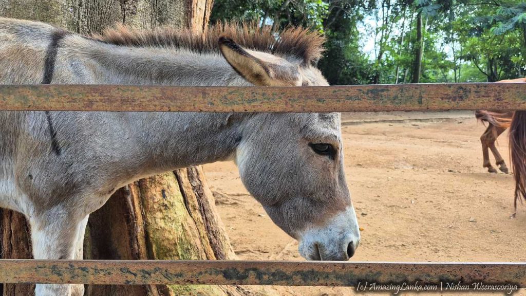 Pinnawala Zoo | AmazingLanka.com
