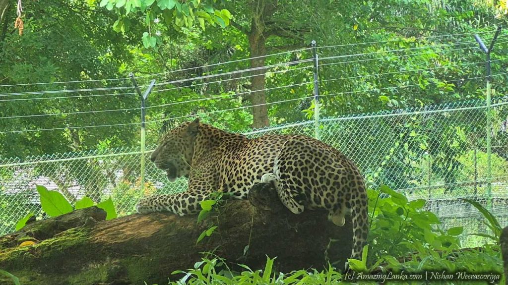 Pinnawala Zoo | AmazingLanka.com