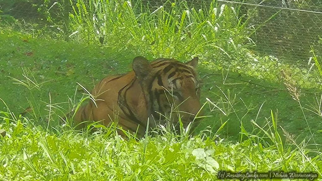 Pinnawala Zoo | AmazingLanka.com
