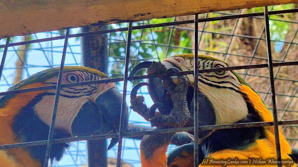 Pinnawala Zoo | AmazingLanka.com