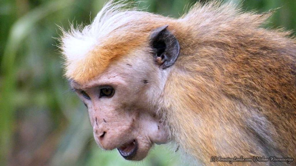 Primates of Sri Lanka | AmazingLanka.com