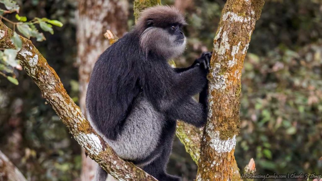 Primates of Sri Lanka | AmazingLanka.com
